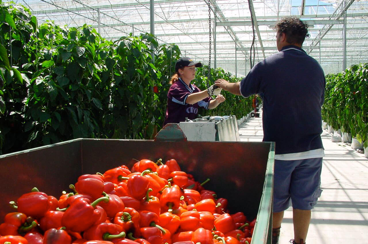 Peppers - Coir Substrates for Above-Ground