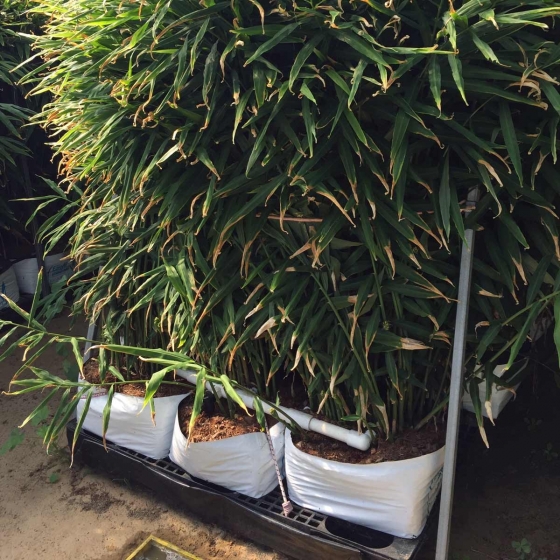 Ginger Farming | Coir Substrate Grow Bags | Galuku