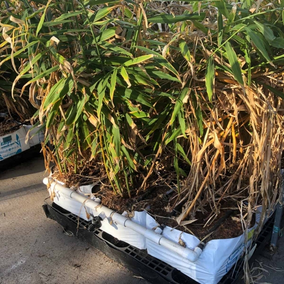 Ginger Farming | Coir Substrate Grow Bags | Galuku