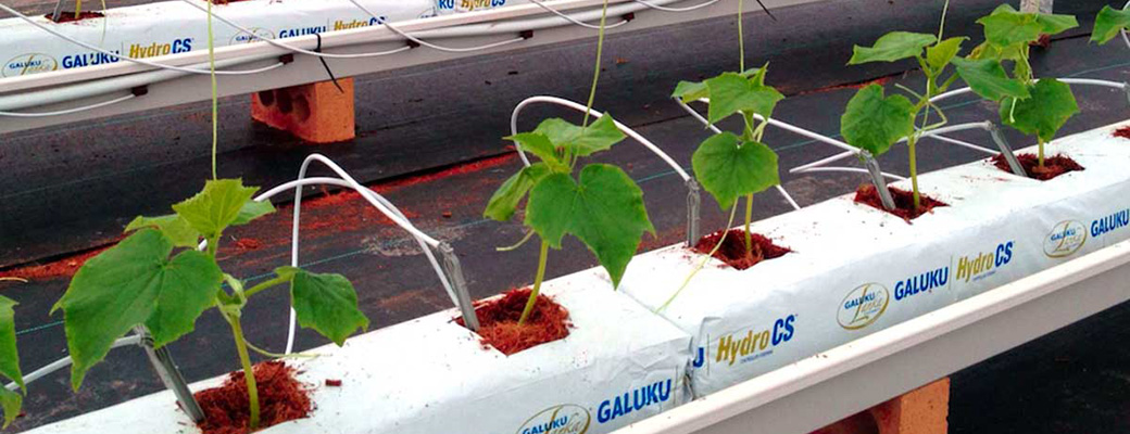 Substrate - Understanding Galuku Coir & Cocopeat | Cocopeat Substrate ...