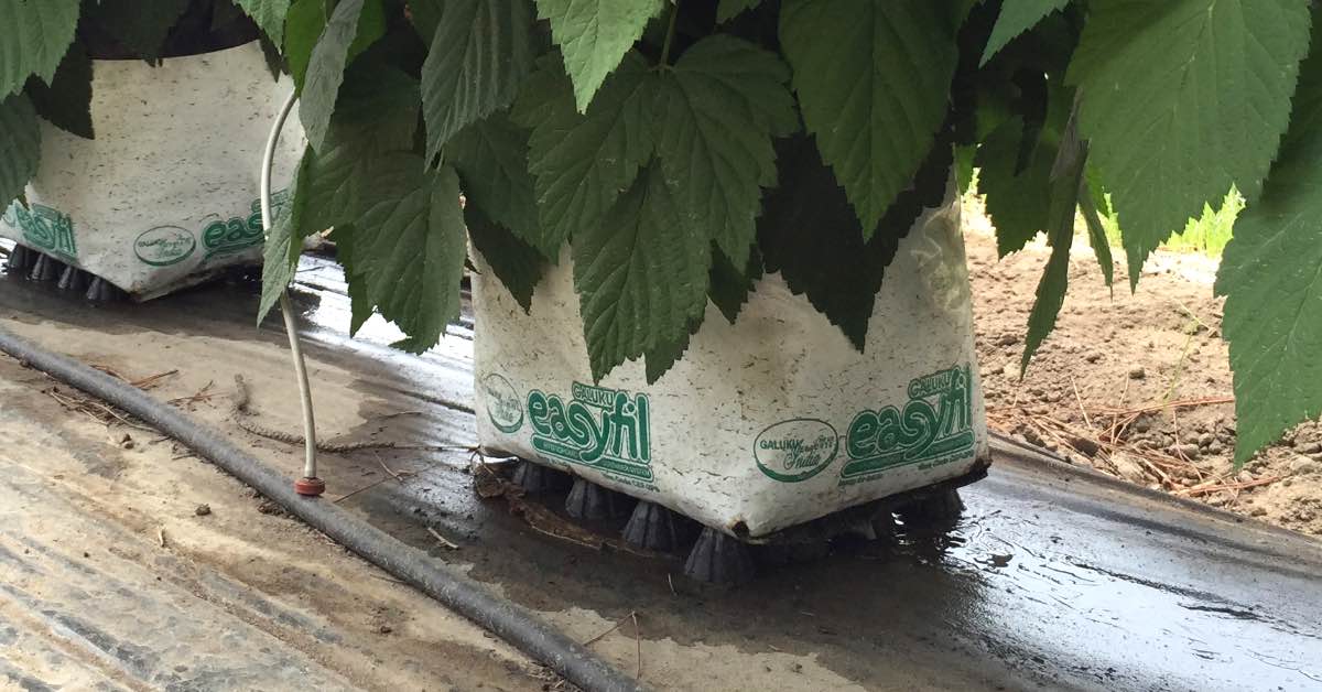 Commercial Drainage Pads | For Hydroponic Bags and Pots